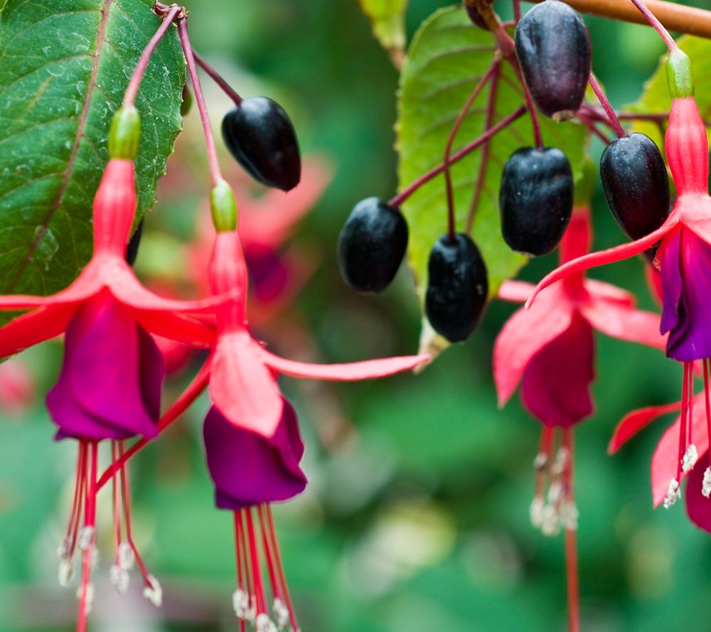 THOMPSON & MORGAN Rarität Fuchsien mehrjährig 5 Pflanzen - QVC.de