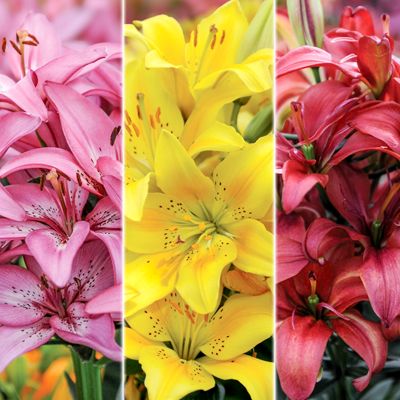 THOMPSON & MORGAN Lilien-Rarität gefüllte Blüten 3 Farben 12 Knollen ...