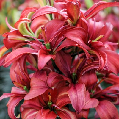 THOMPSON & MORGAN Lilien-Rarität gefüllte Blüten 3 Farben 12 Knollen ...