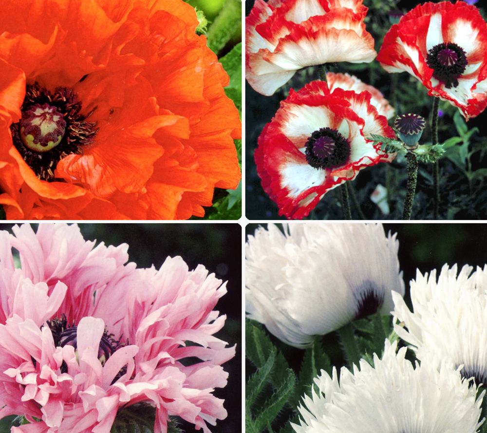 KEYZERS® Rarität Mohn winterhart 8 Pflanzen - QVC.de