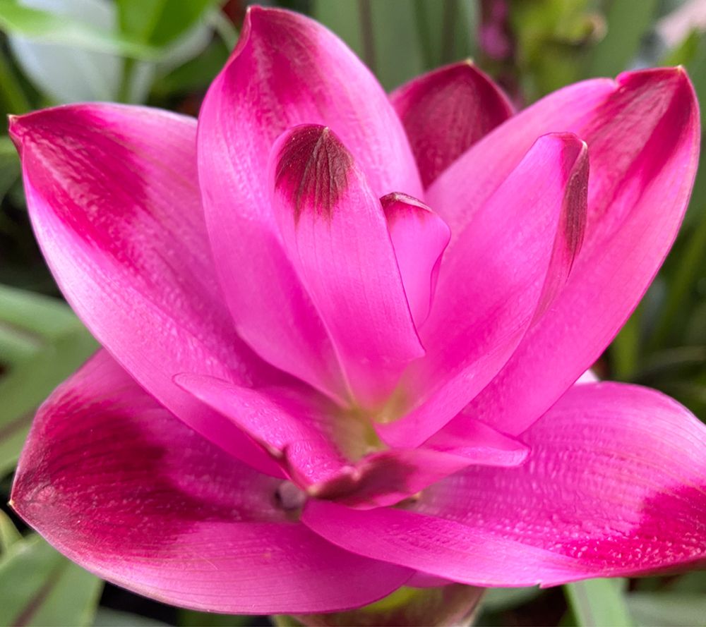 KEYZERS® Siam Curcuma Rarität 2 Pflanzen - QVC.de