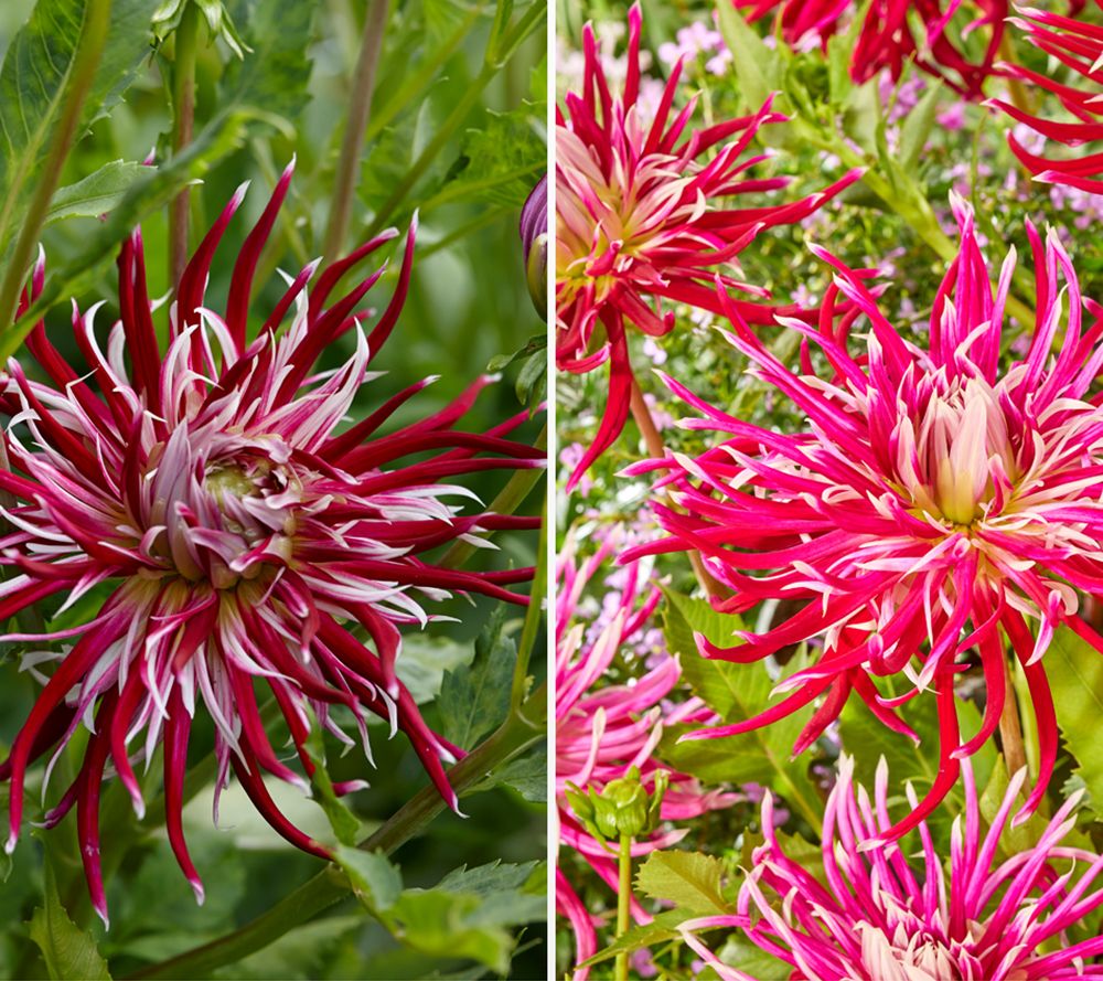 KEYZERS® Spider Dahlien mehrjährig 1 Sorte, 5 Knollen - QVC.de