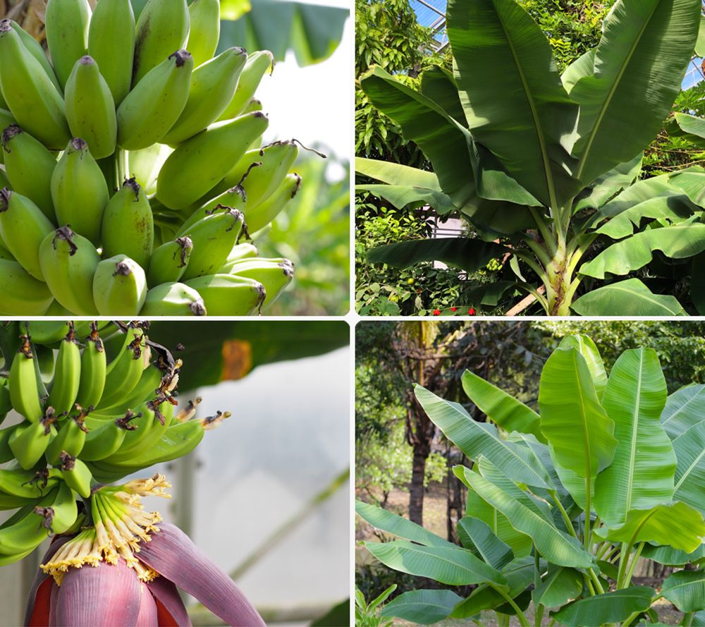 KEYZERS® Bananen-Pflanzen Rarität 2 Sorten, 2 Pflanzen - QVC.de
