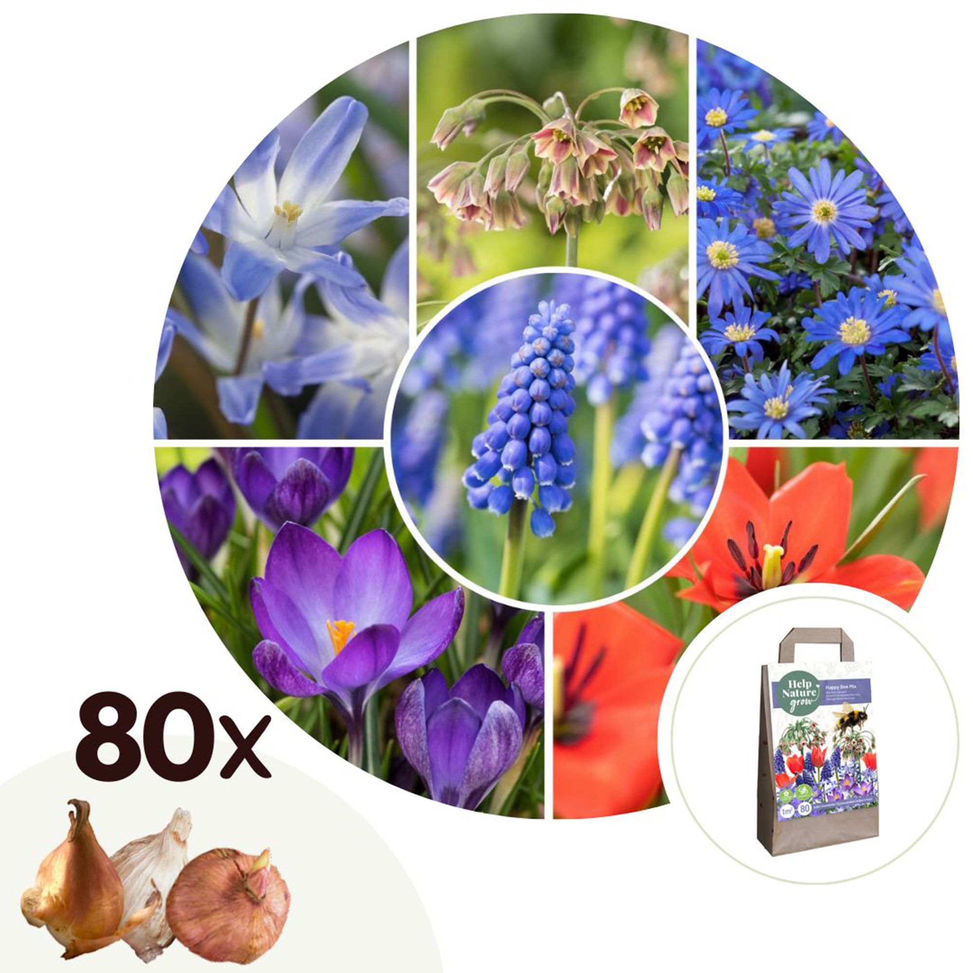 PFLANZENFREUND Blumenzwiebeln Tulpen-Mix Happy Bee 80 Zwiebeln - QVC.de