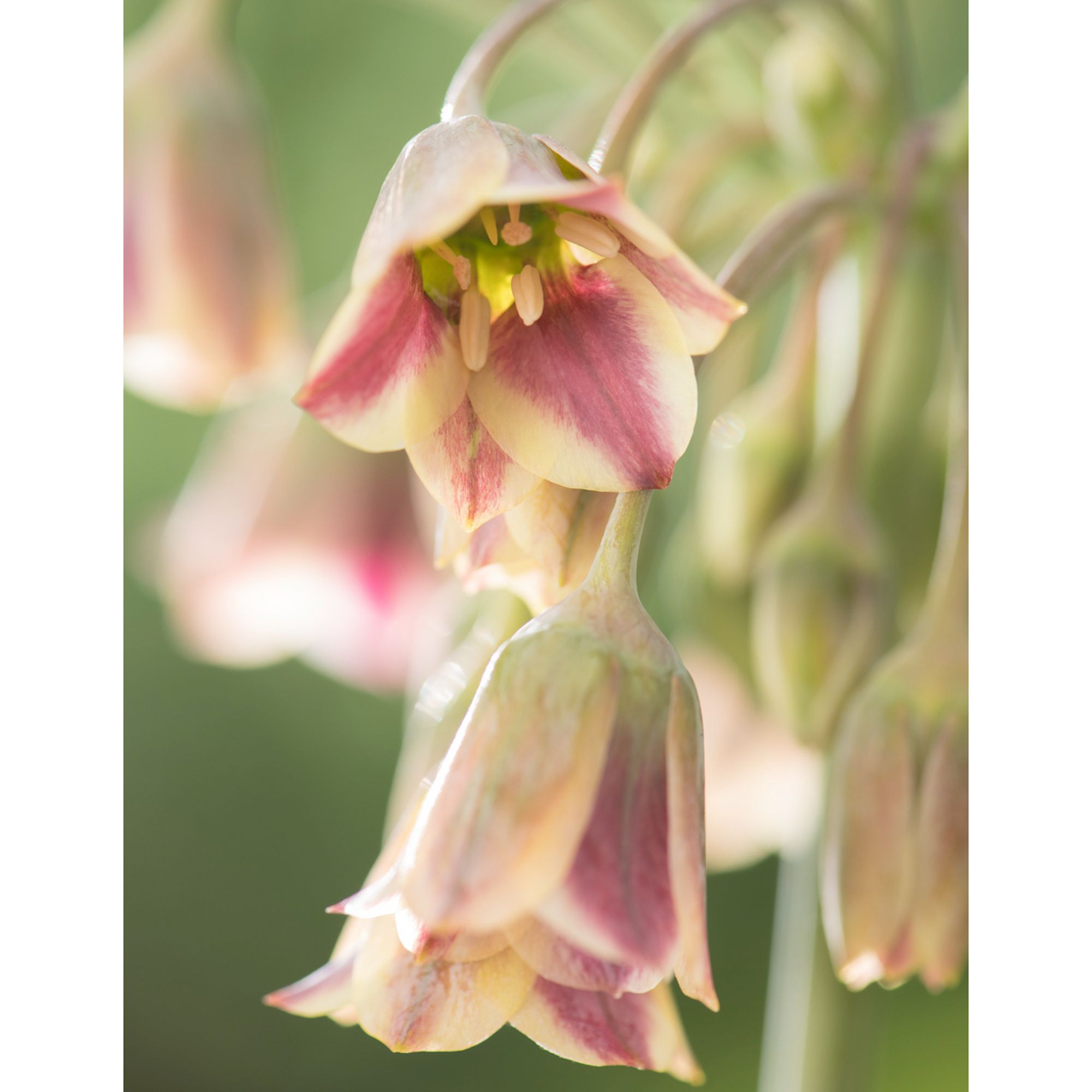 PFLANZENFREUND Blumenzwiebeln Tulpen-Mix Happy Bee 80 Zwiebeln - QVC.de