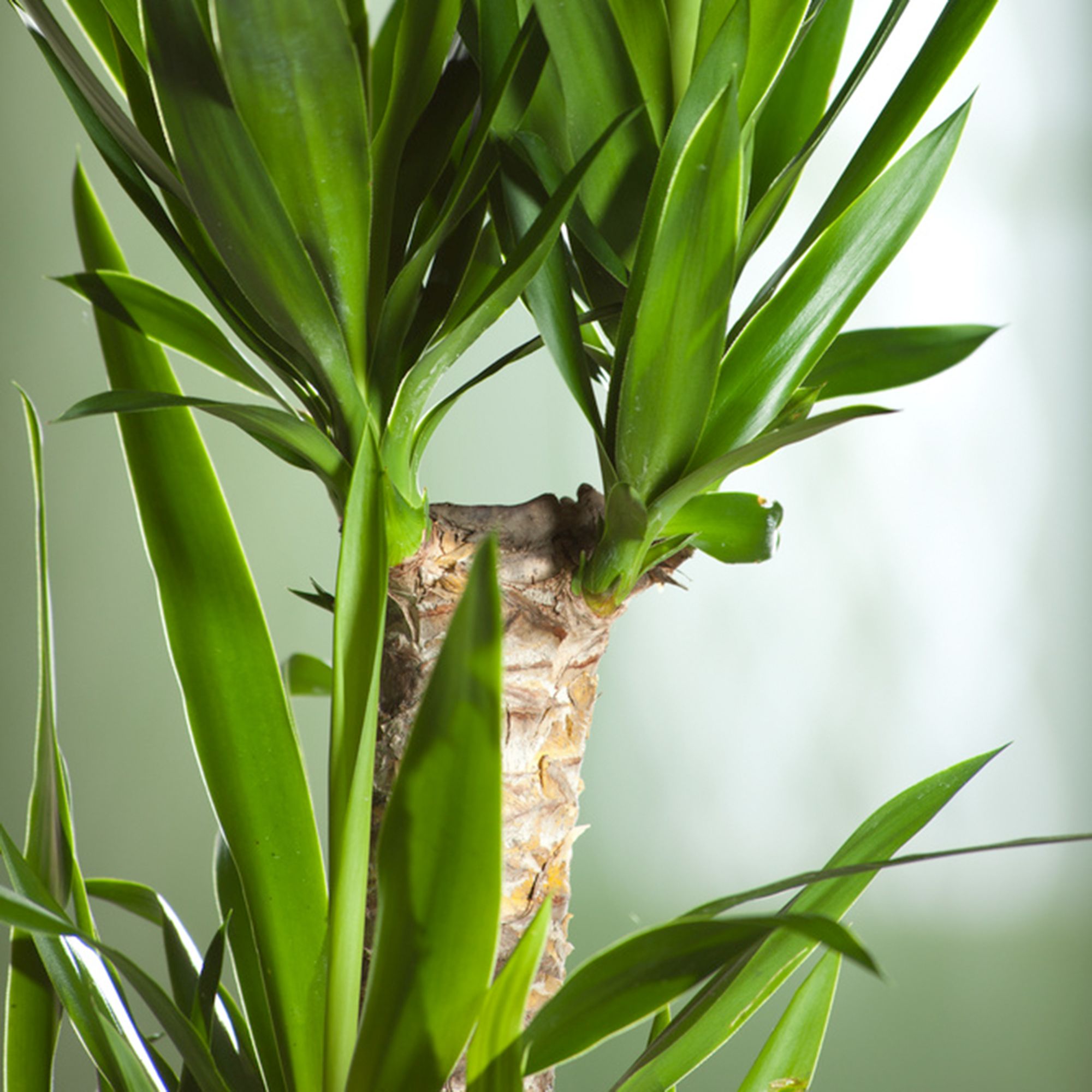 ROOTZ PLANTS XXL-Yucca Elephantipes Topf Ø 27cm Höhe ca. 150-170cm - QVC.de