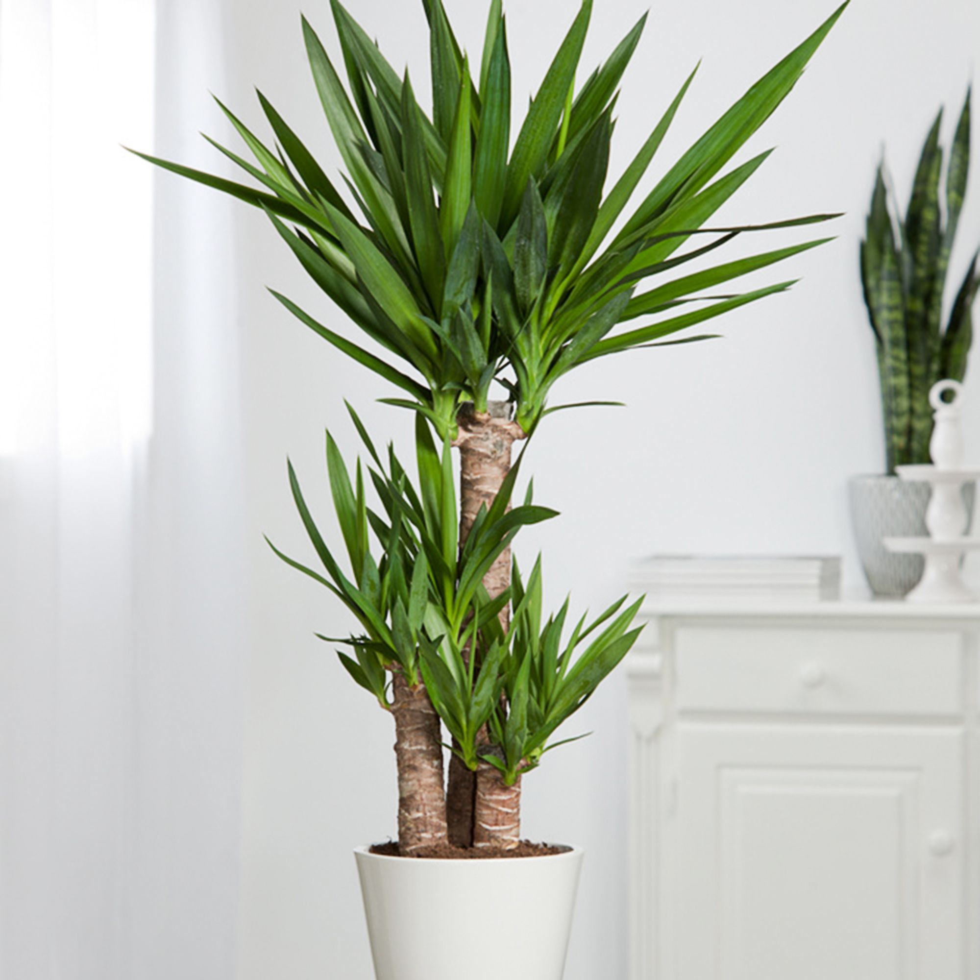 ROOTZ PLANTS XXL-Yucca Elephantipes Topf Ø 27cm Höhe ca. 150-170cm - QVC.de