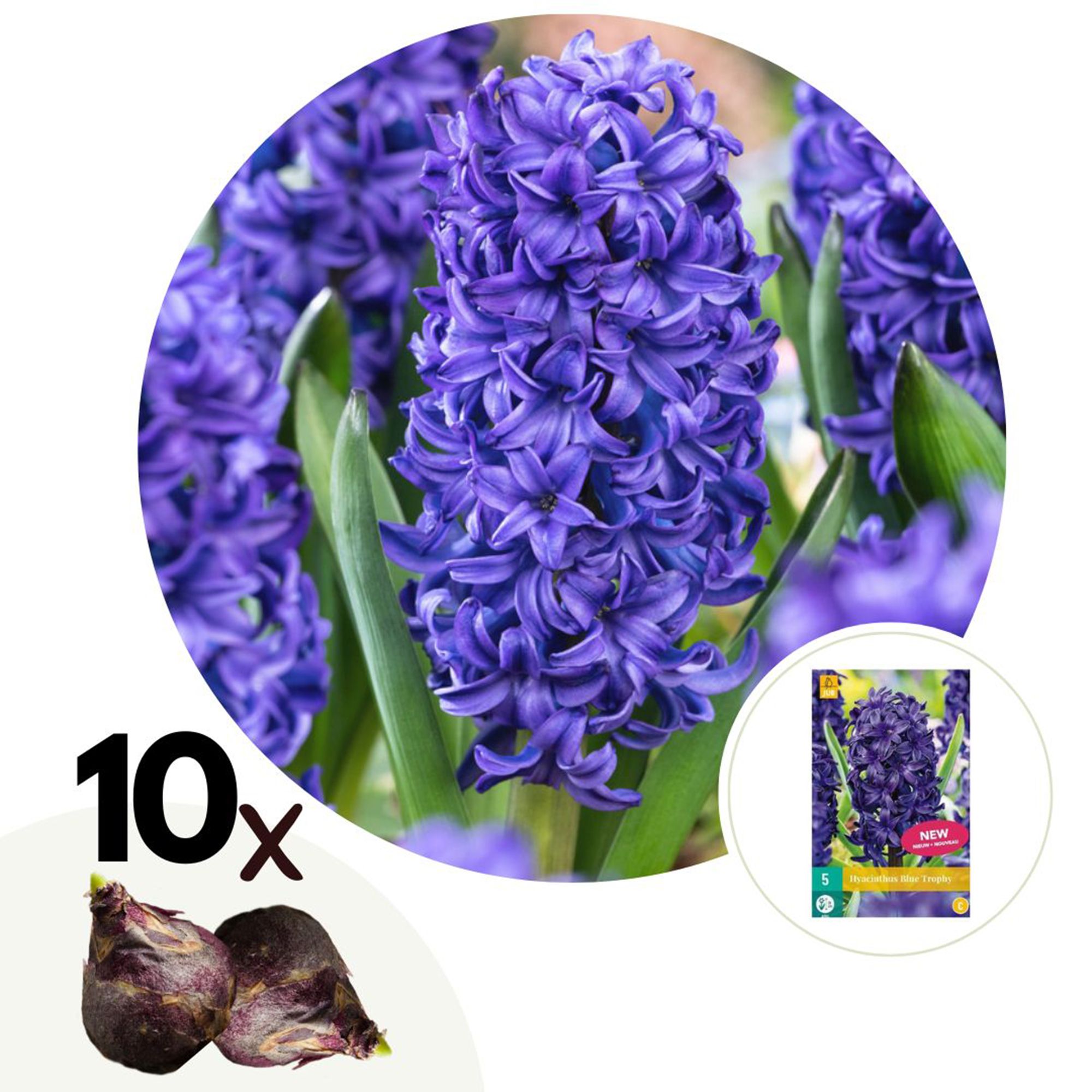 ROOTZ PLANTS Blumenzwiebeln Hyazinthen Blue Trophy 10 Zwiebeln - QVC.de