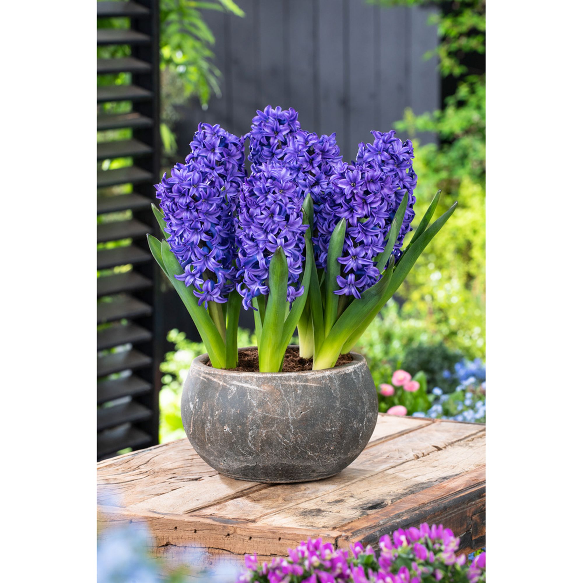 ROOTZ PLANTS Blumenzwiebeln Hyazinthen Blue Trophy 10 Zwiebeln - QVC.de