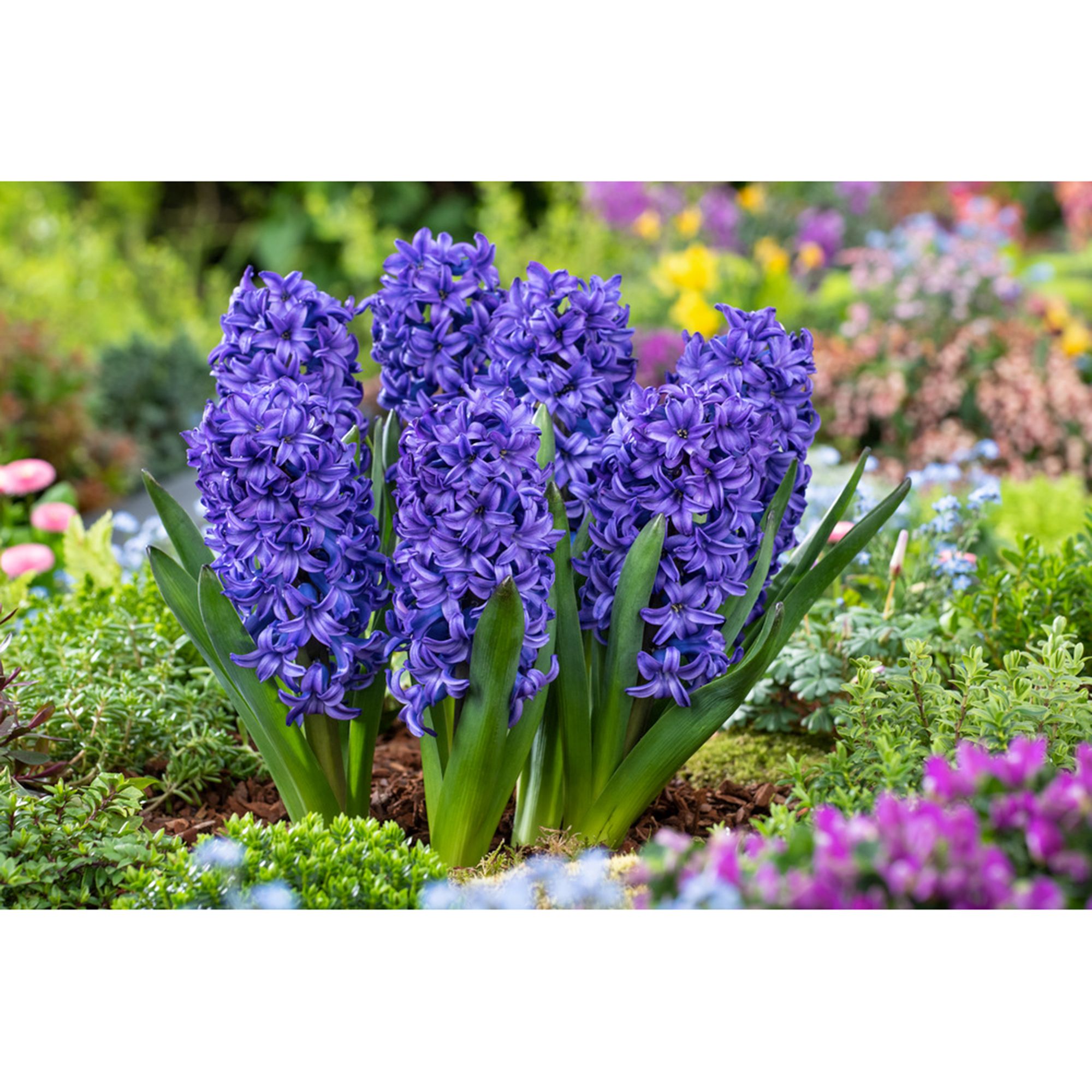 ROOTZ PLANTS Blumenzwiebeln Hyazinthen Blue Trophy 10 Zwiebeln - QVC.de