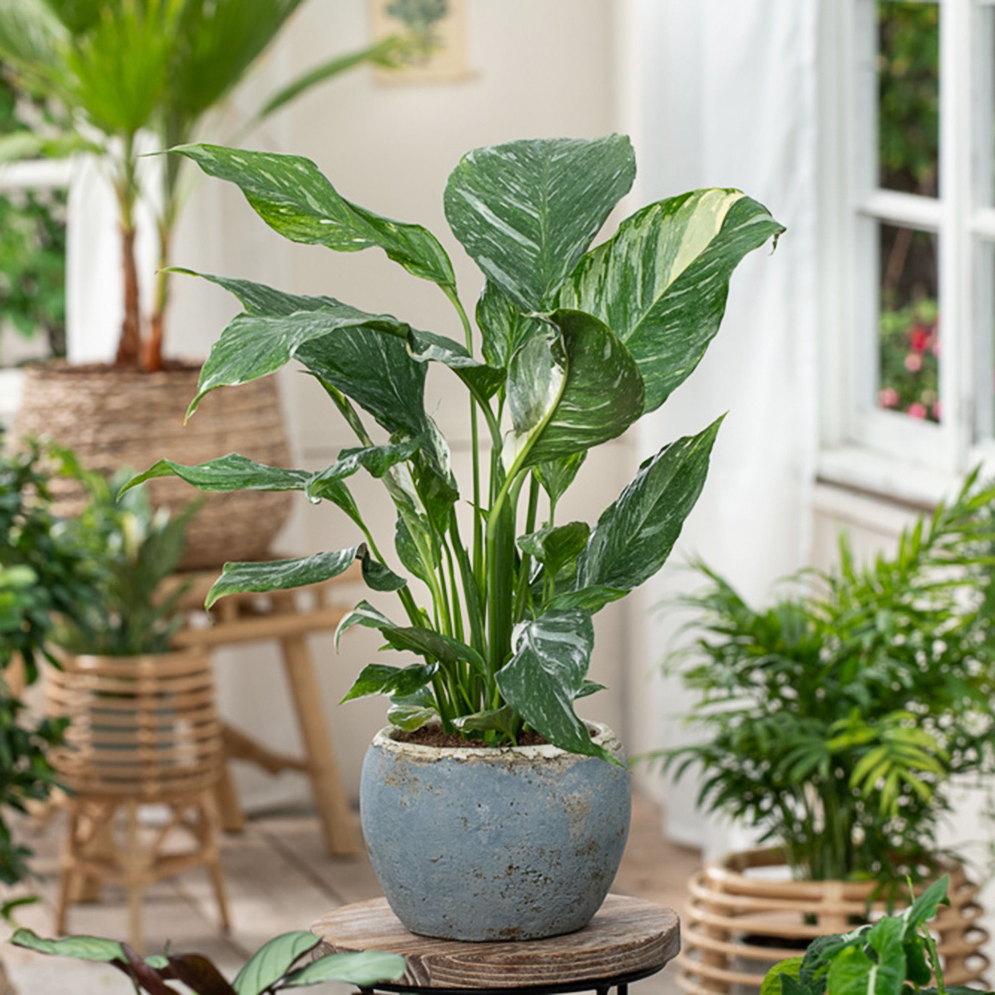ROOTZ PLANTS Spathiphyllum Diamond 2er-Set ca. 40-50cm - QVC.de