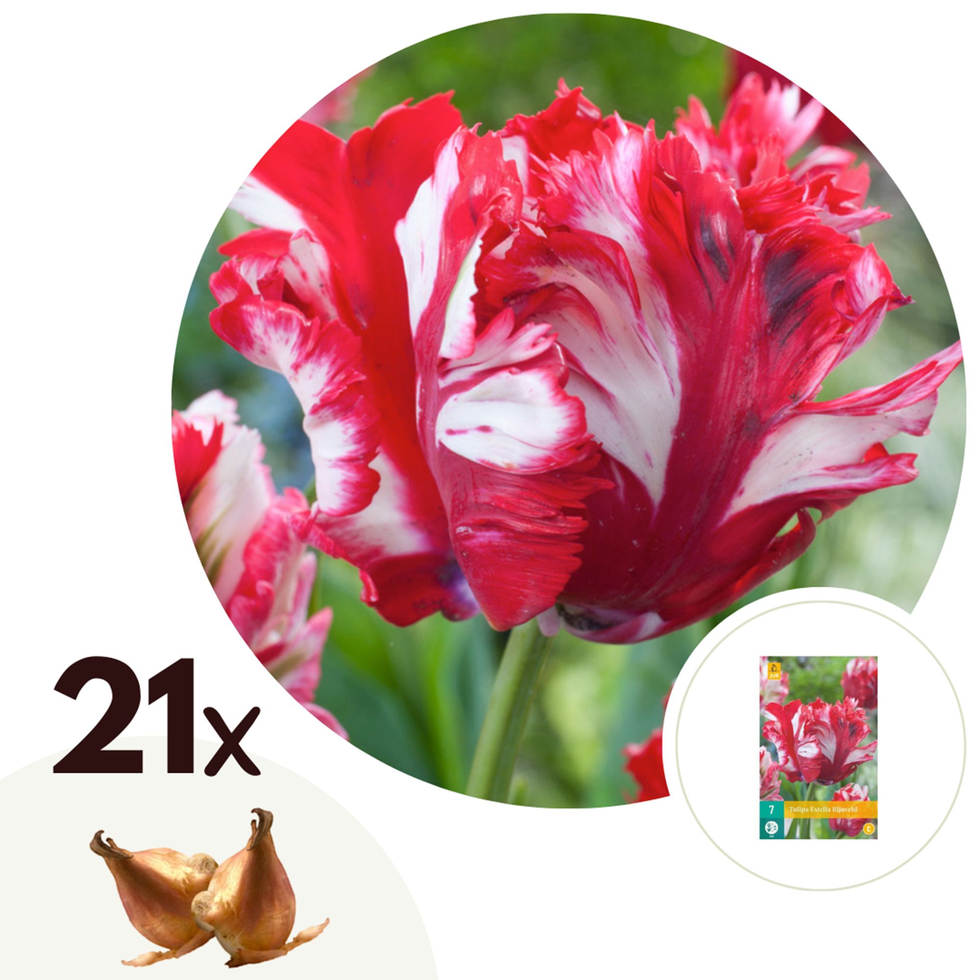 ROOTZ PLANTS Blumenzwiebeln Tulpen Estella Rijnveld 21 Zwiebeln - QVC.de