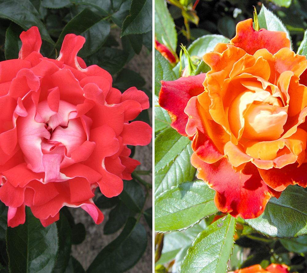 KEYZERS® Ruffles Rosen öfterblühend Rarität 2 Sorten, 2 Pflanzen - QVC.de