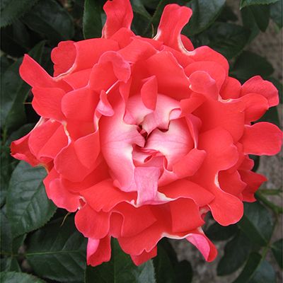 KEYZERS® Ruffles Rosen öfterblühend Rarität 2 Sorten, 2 Pflanzen - QVC.de