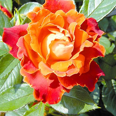 KEYZERS® Ruffles Rosen öfterblühend Rarität 2 Sorten, 2 Pflanzen - QVC.de