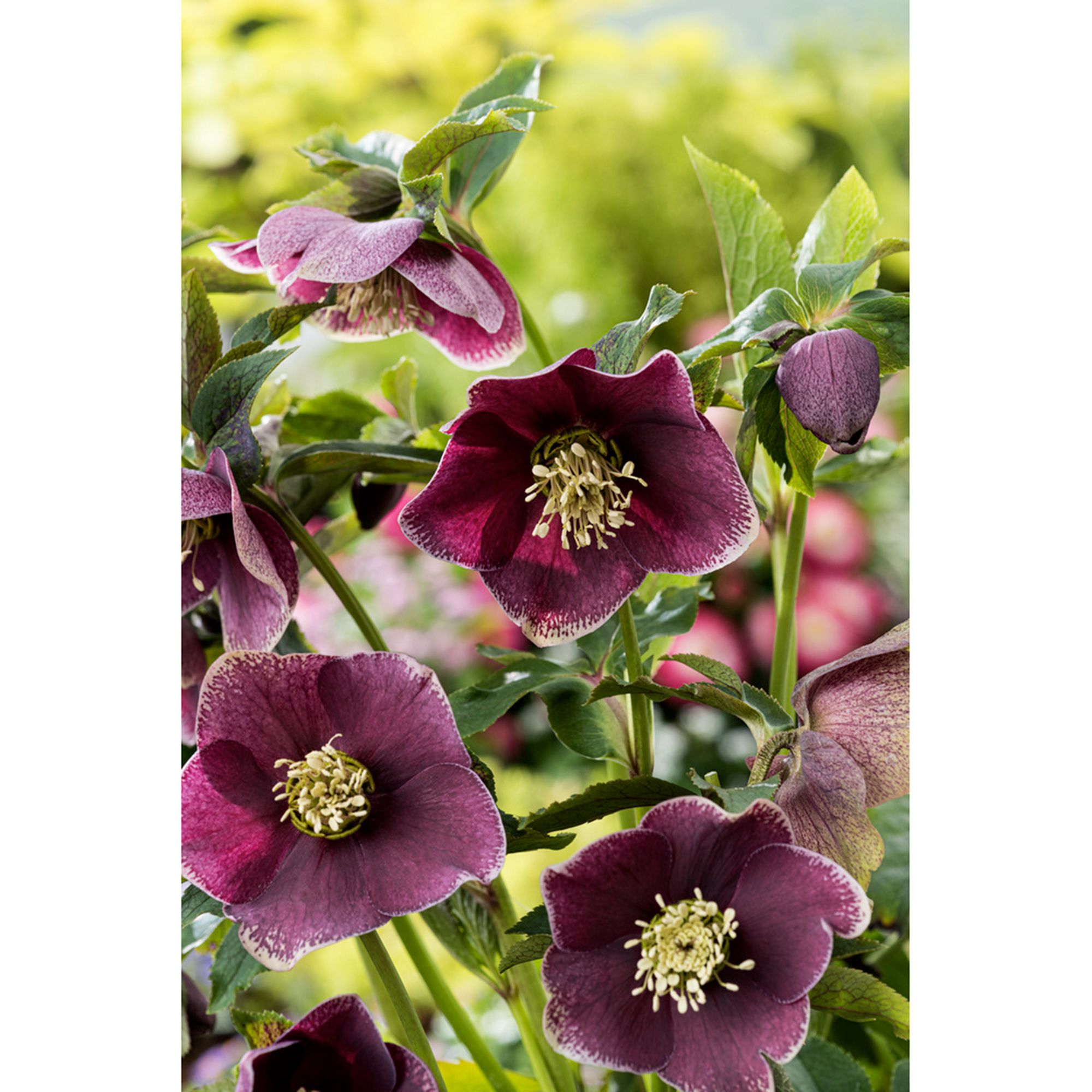 ROOTZ PLANTS Helleborus orientalis Mischung ca. 20-30cm - QVC.de