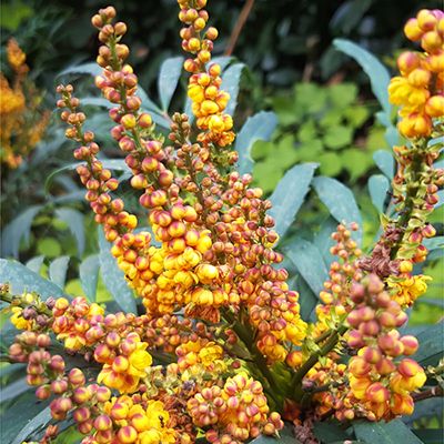 KEYZERS® Mahonia Volcano immergrün Rarität 1 Pflanze - QVC.de