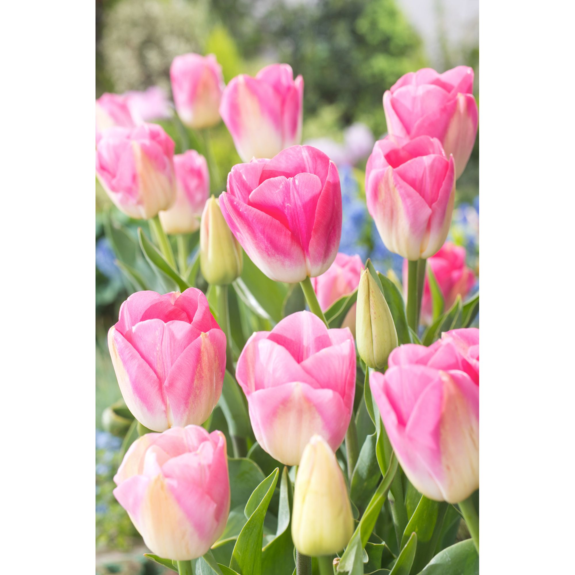 PFLANZENFREUND Blumenzwiebeln Tulpen Dynasty 40 Zwiebeln - QVC.de