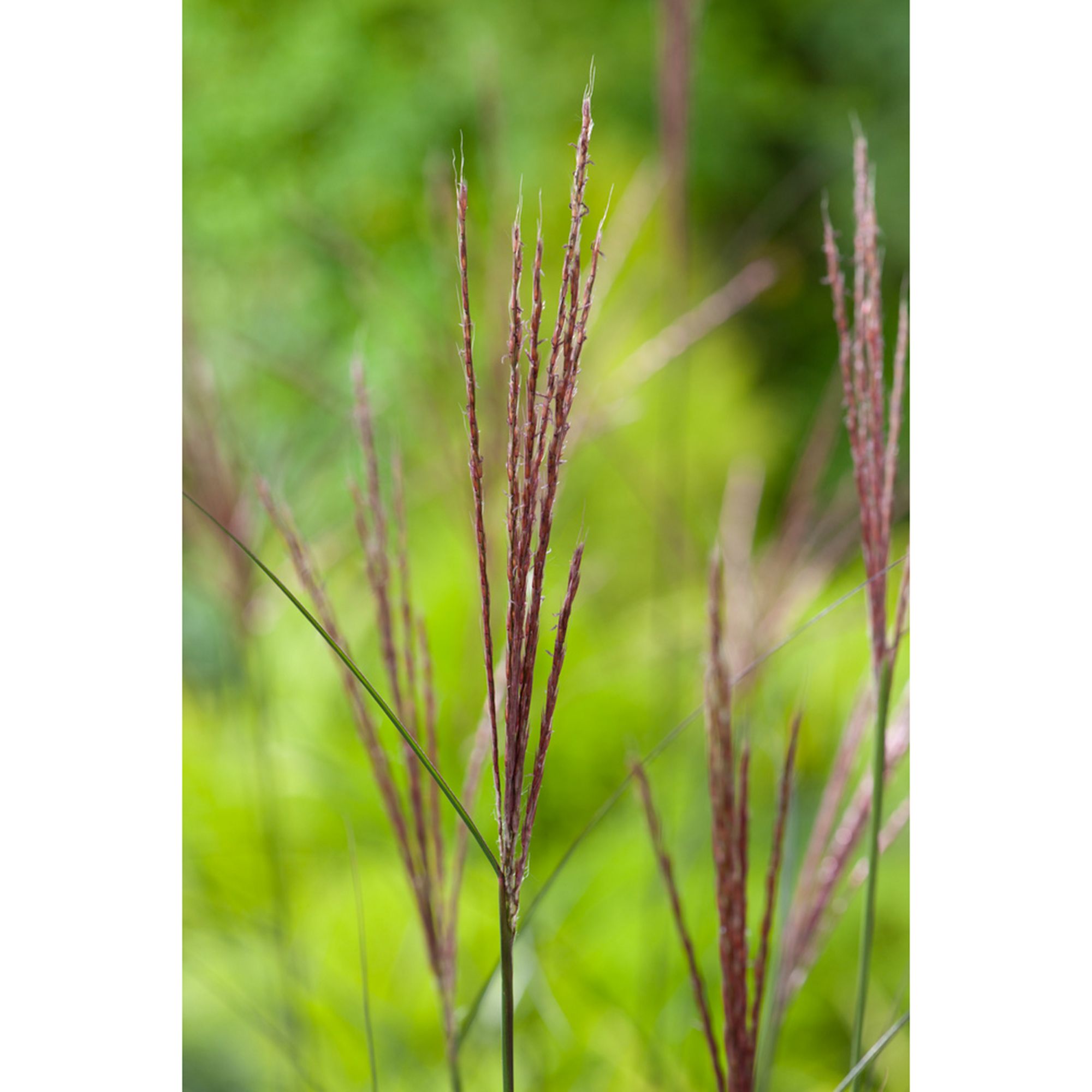 ROOTZ PLANTS XL-Garten-Chinaschilf kleine Silberspinne Topfgröße Ø 23cm ...