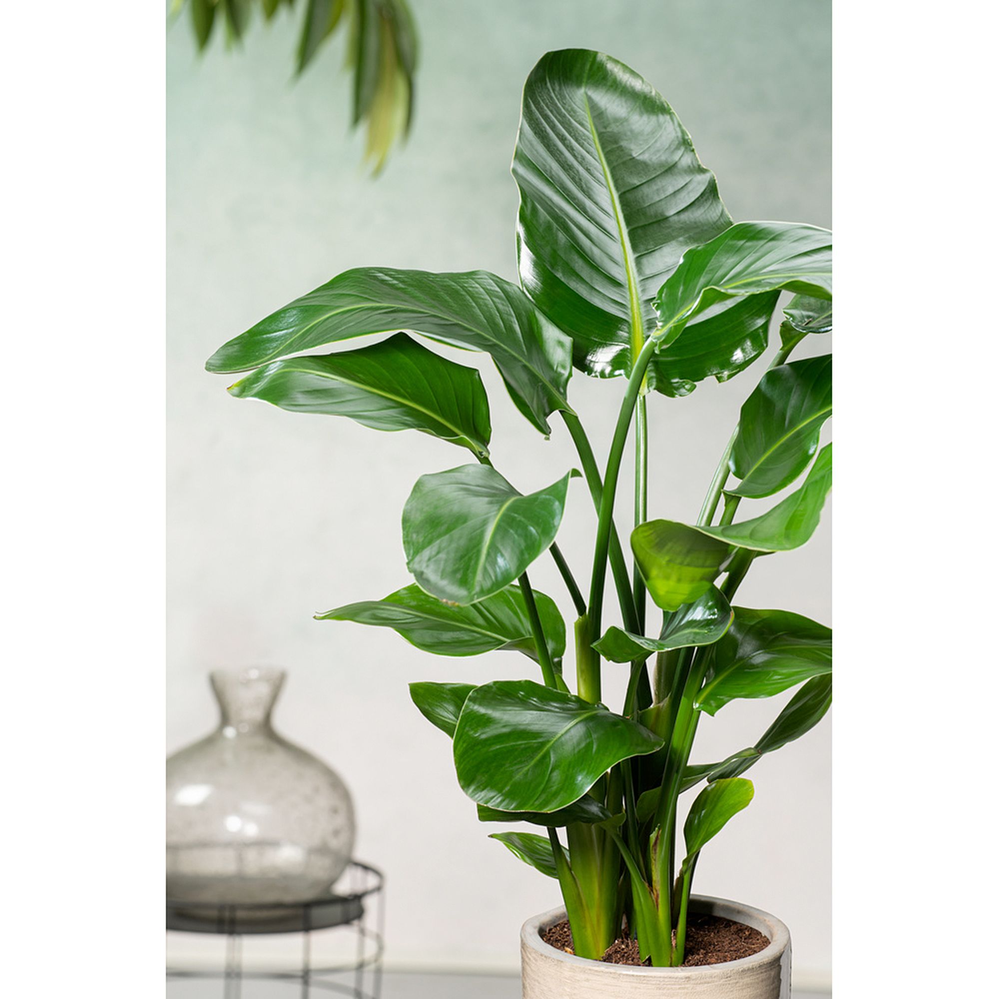 ROOTZ PLANTS XXL-Strelitzie Bird of Paradise Topfgröße Ø 28cm 1 Pflanze ...