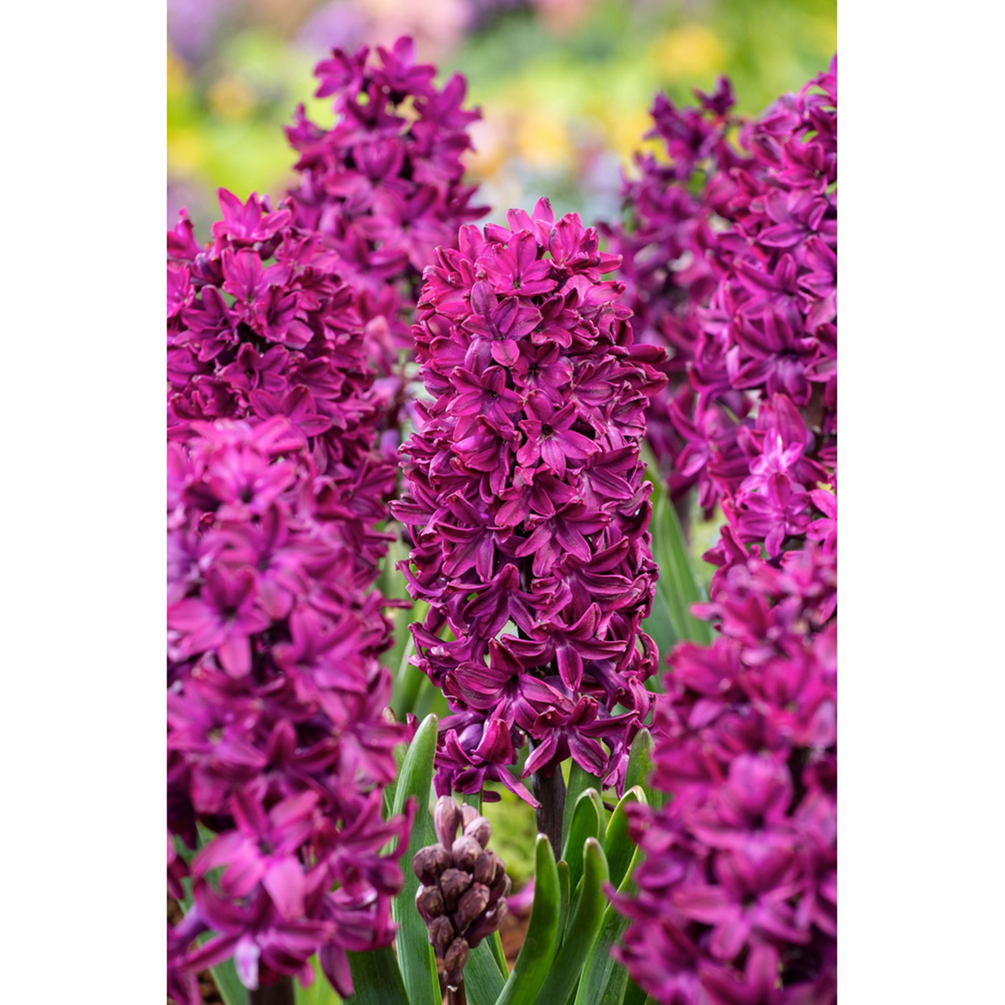 PFLANZENFREUND Blumenzwiebeln Hyazinthen Pastel-Mix 20 Zwiebeln - QVC.de