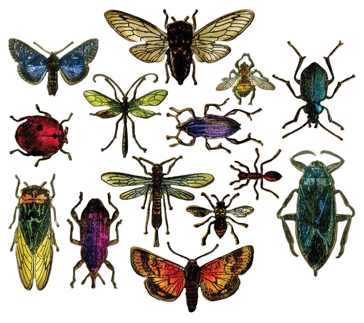 Sizzix Framelits 14pc Entomology Insect Die Set - QVC.com