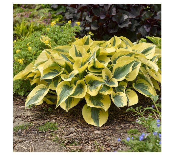 Roberta's Hosta Autumn Frost 1pc - QVC.com