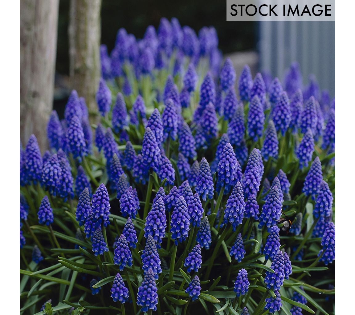 Van Zyverden Spring Time Favorites Bulb Collection 75 bulbs - QVC.com