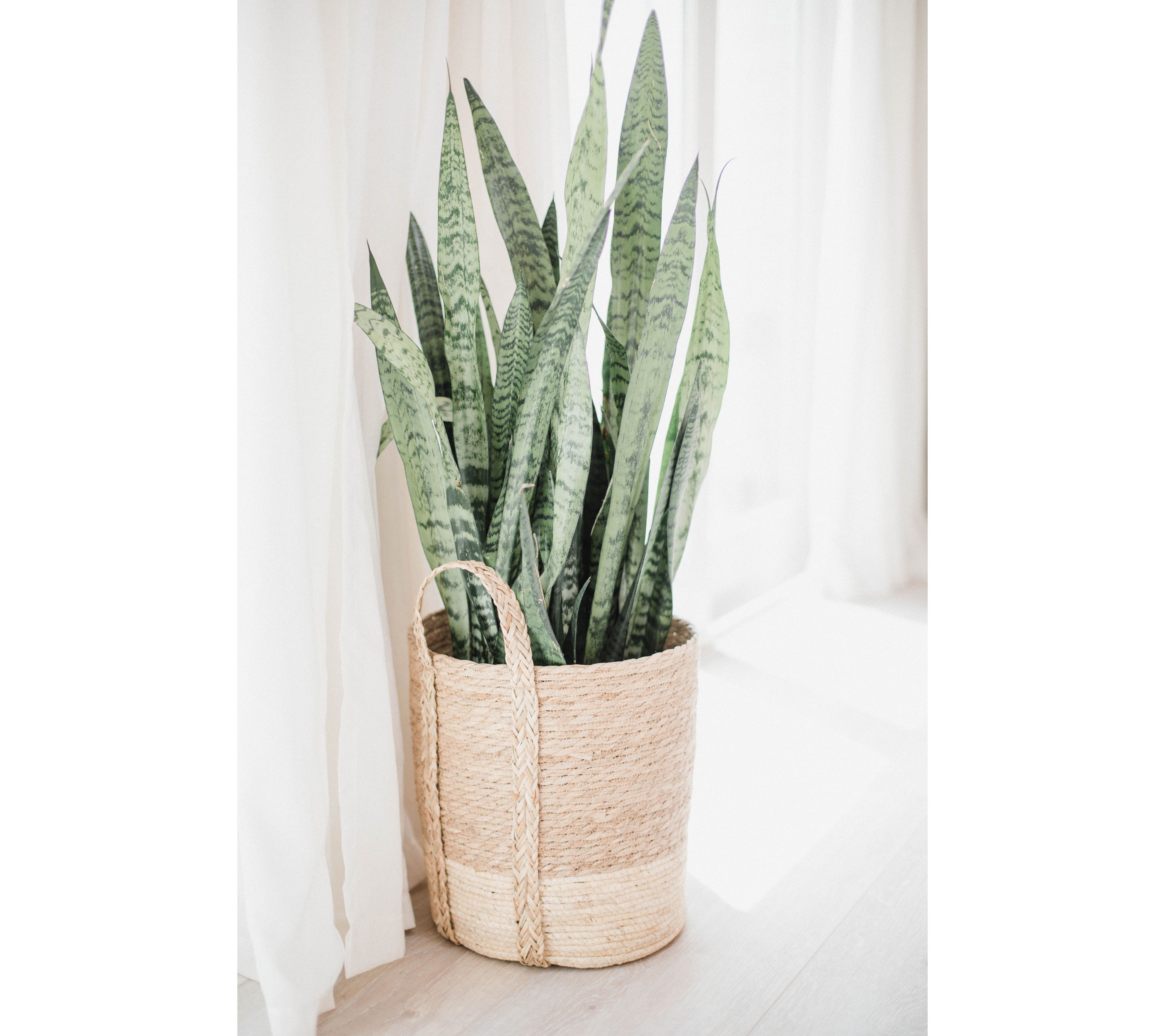 "As Is" Medium & Large Hand Woven Grass and Husk Baskets by Lauren ...