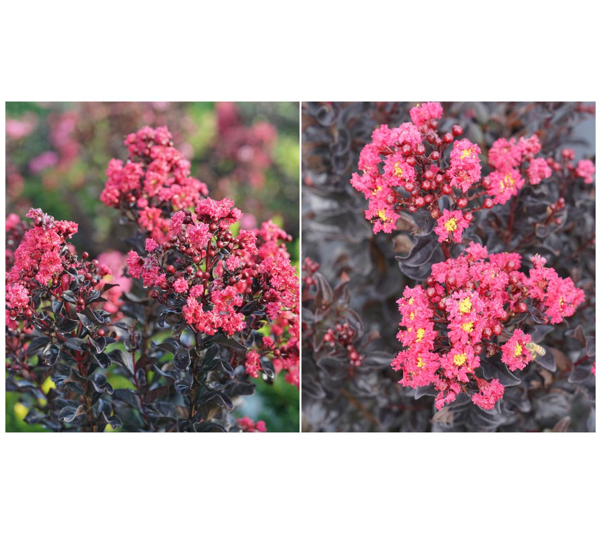 Roberta's Proven Winners Center Stage Crapemyrtle Pink 1 pc. - QVC.com