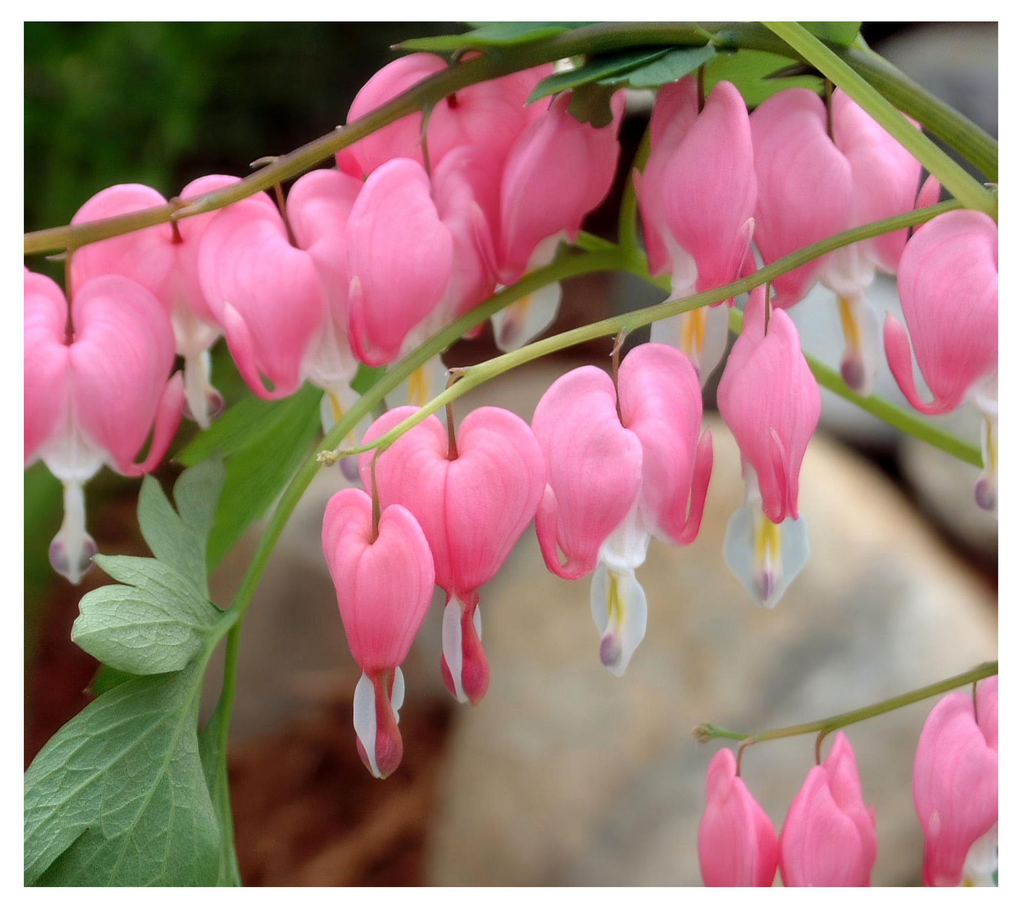 Cottage Farms 3-Piece Dwarf Bleeding Hearts - QVC.com
