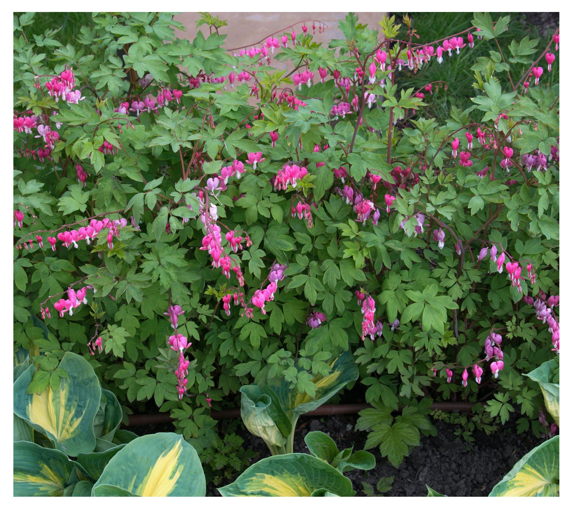 Cottage Farms 3-Piece Dwarf Bleeding Hearts - QVC.com