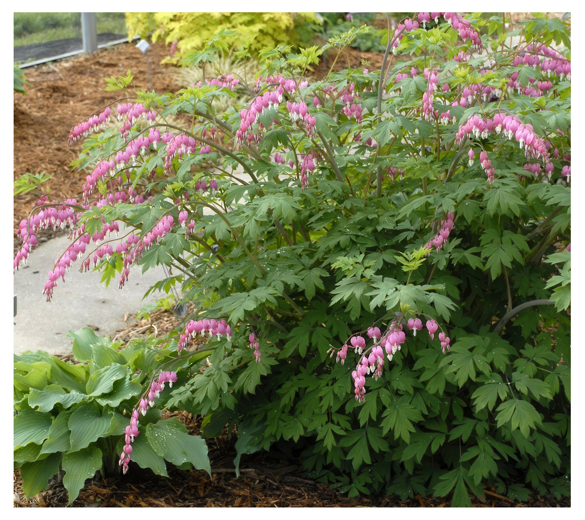 Cottage Farms 3-Piece Dwarf Bleeding Hearts - QVC.com