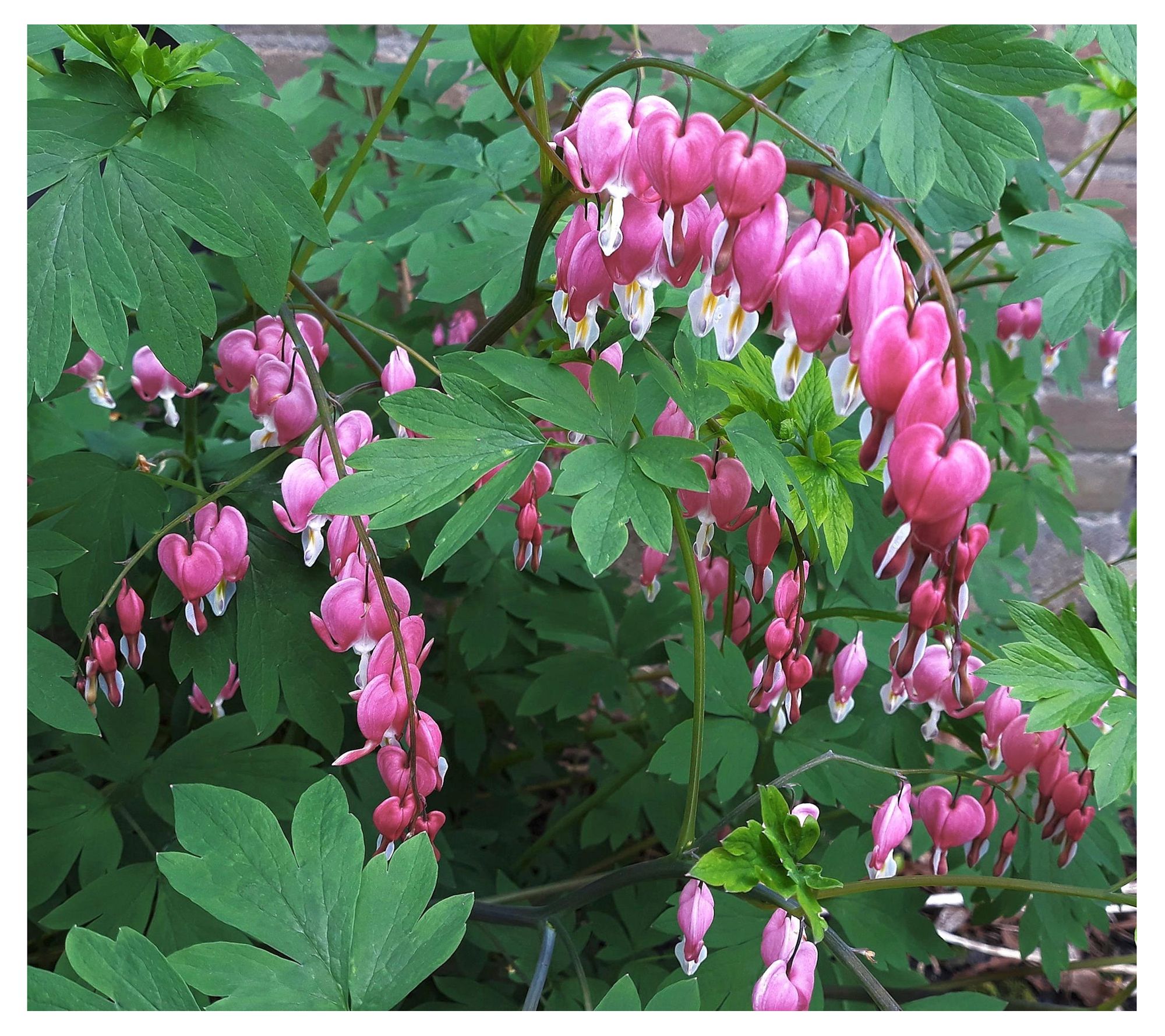Cottage Farms 3-Piece Dwarf Bleeding Hearts - QVC.com