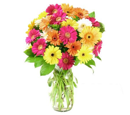 Assorted Mini Germinis with Ginger Vase by ProFlowers - QVC.com