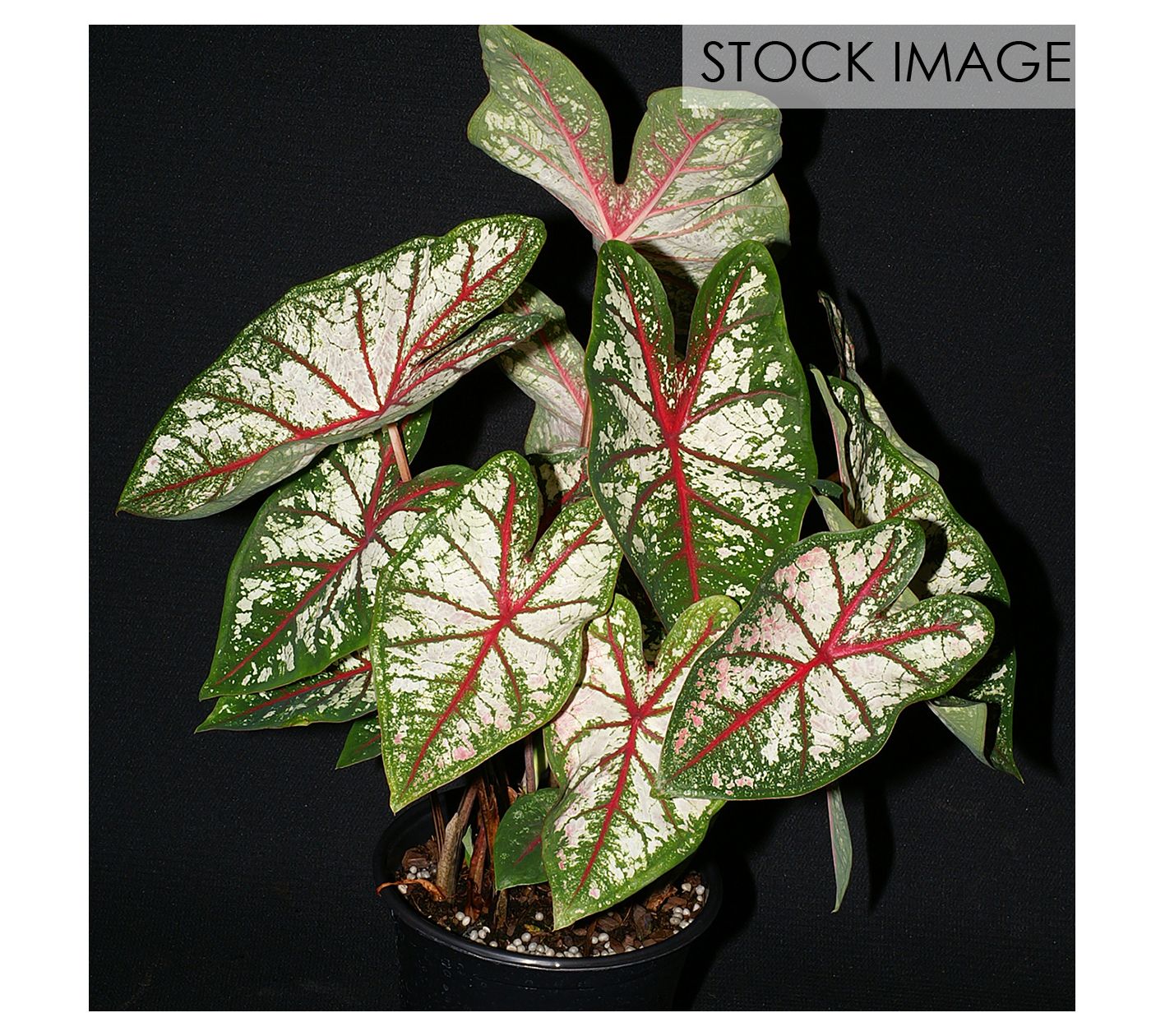Van Zyverden Caladiums Fancy Leaf Carousel Setof 3 Bulbs - QVC.com