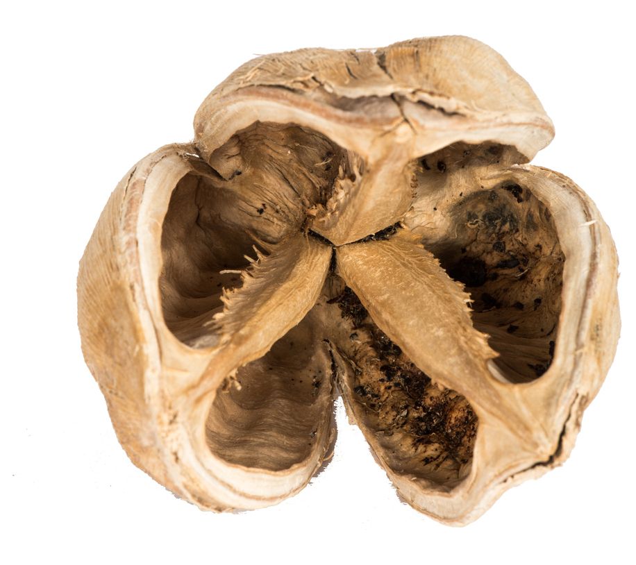 Vickerman 3-4" Bleached Sora Pods 25Pk - QVC.com