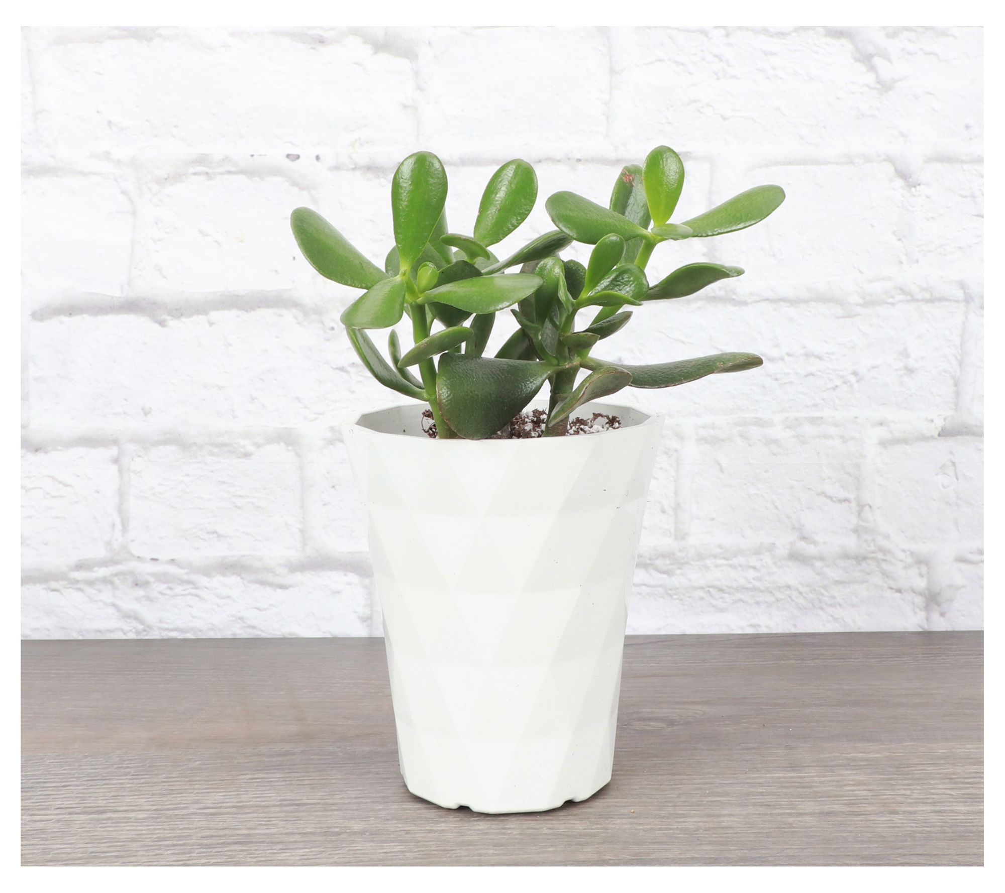 Thorsen's Greenhouse Live 4" Jade Plant in Modern Planter - QVC.com