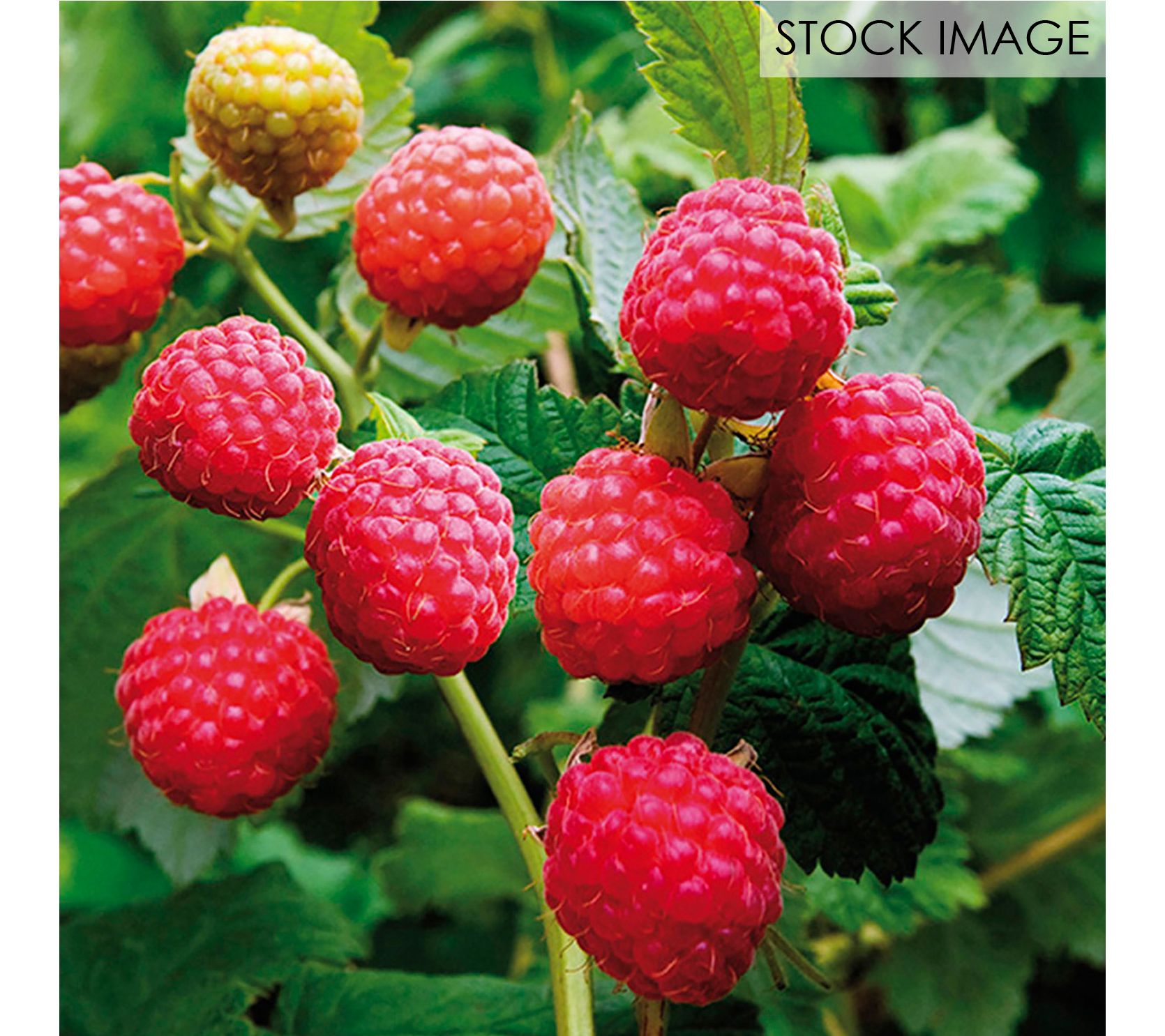 Van Zyverden Raspberry Latham Red Set of 1 Plan t - QVC.com