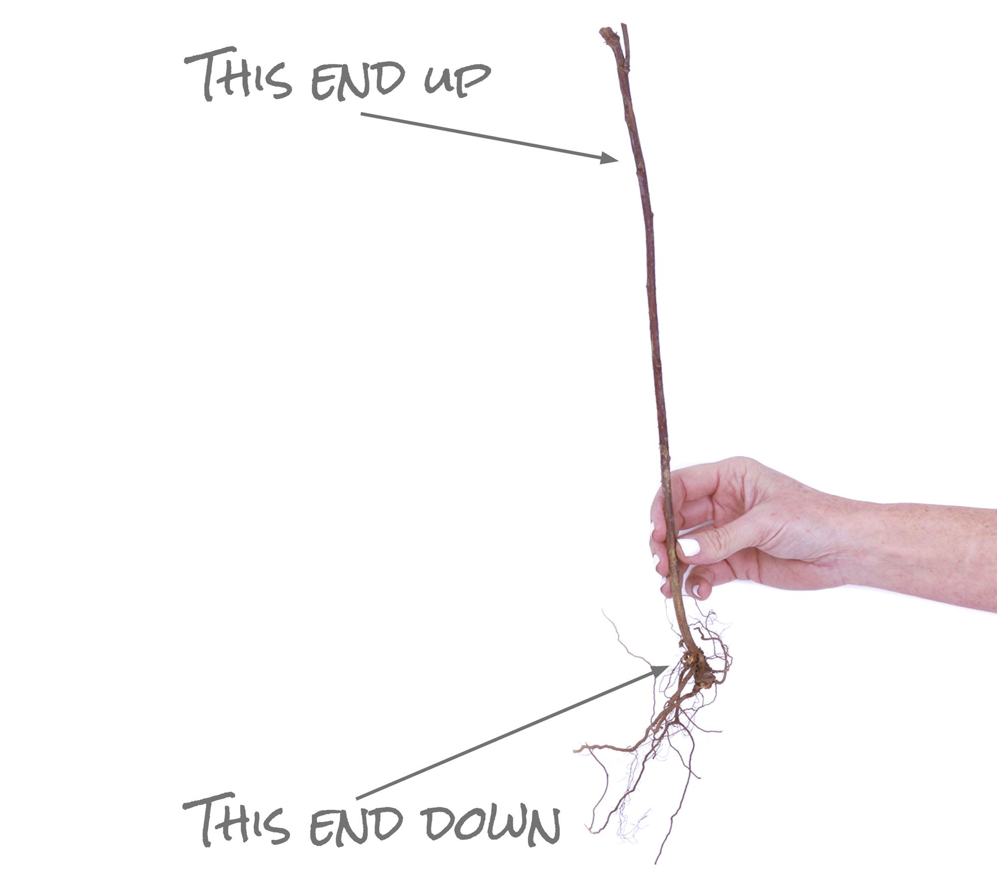 Van Zyverden Raspberry Latham Red Set of 1 Plan t - QVC.com