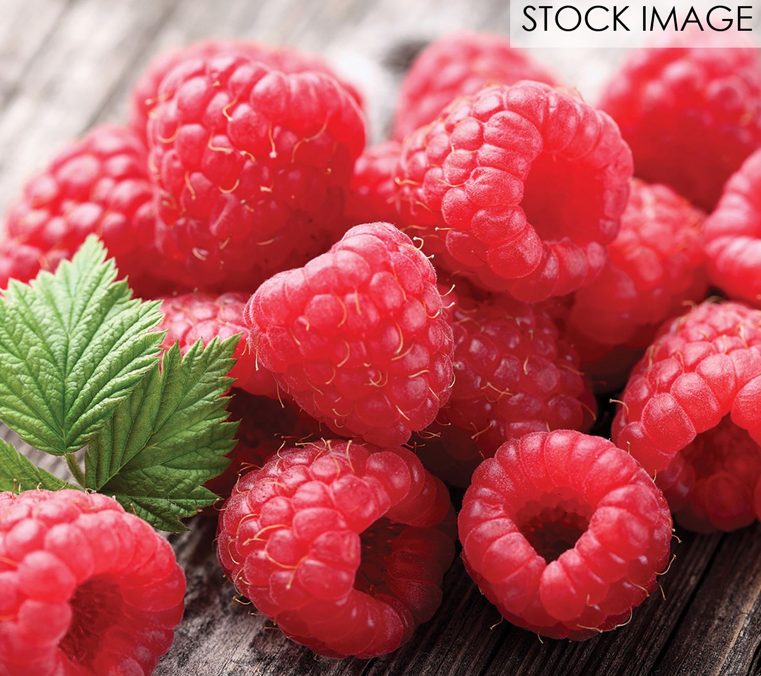 Van Zyverden Raspberry Latham Red Set of 1 Plan t - QVC.com