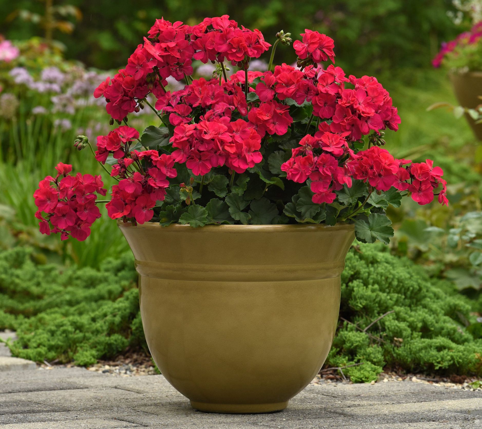 2-Piece Hybrid Geranium Collection - QVC.com