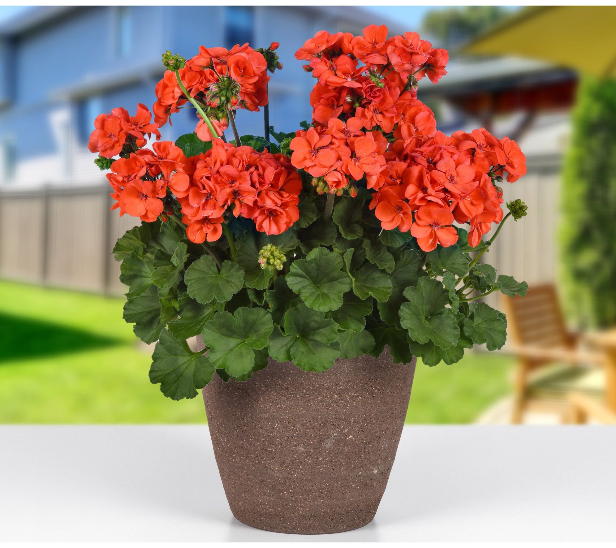 2-Piece Hybrid Geranium Collection - QVC.com