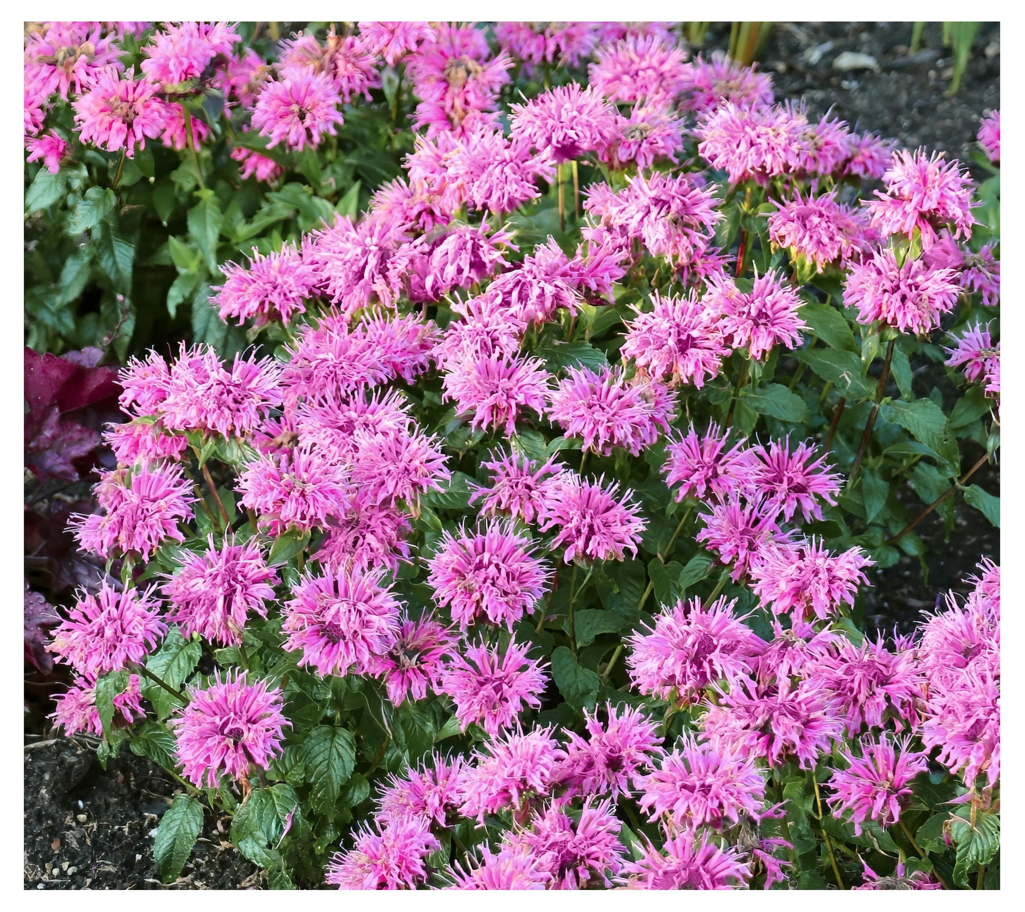 Cottage Farms 3-Piece BeeMine Pink Bee Balm - QVC.com