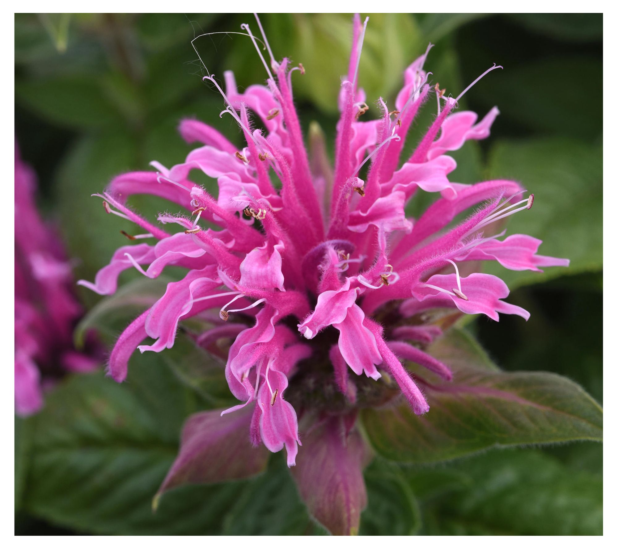 Cottage Farms 3-Piece BeeMine Pink Bee Balm - QVC.com