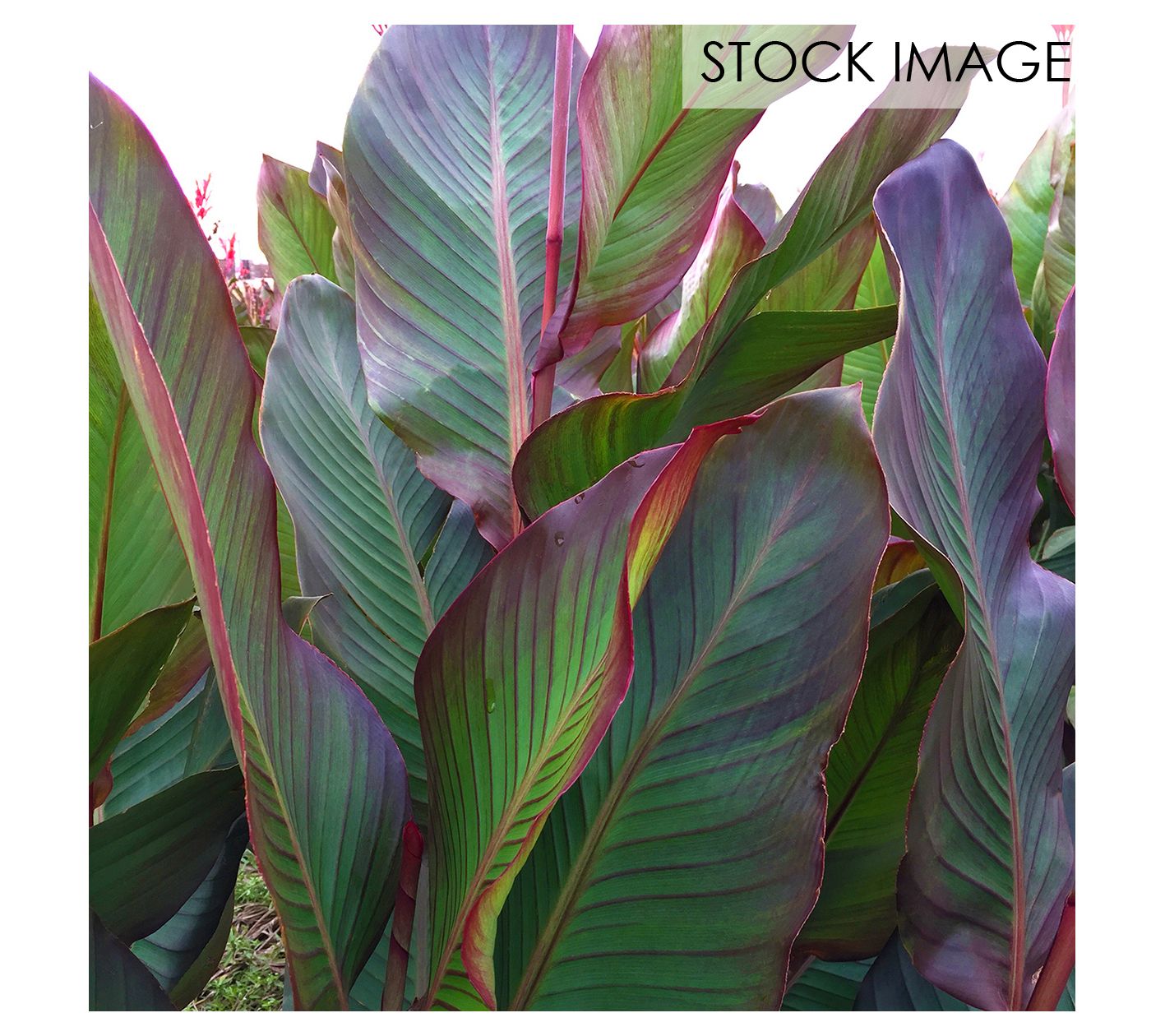 Van Zyverden Giant Cannas World's Tallest Musifolia 3 Bulbs - QVC.com