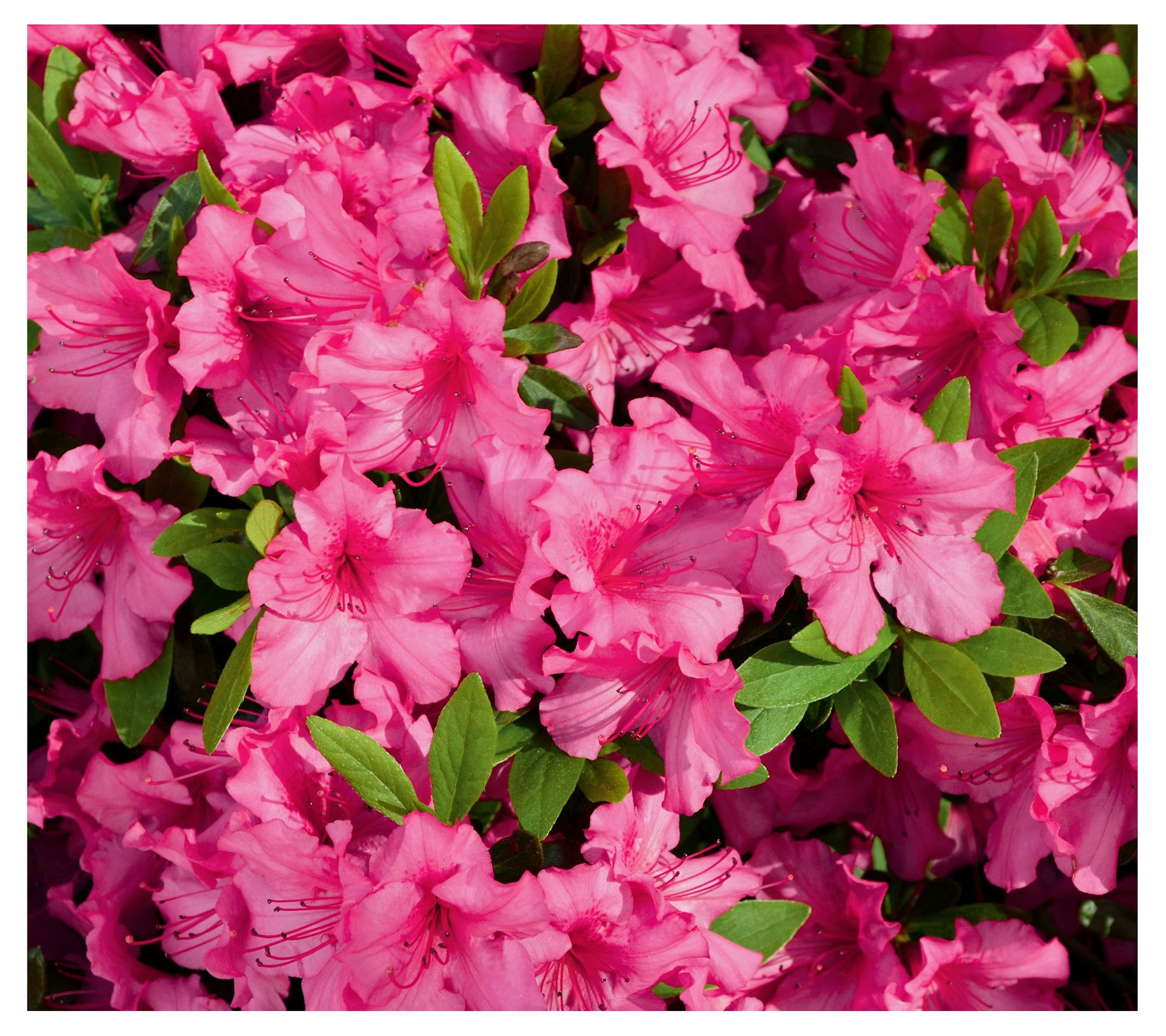 Cottage Farms Reblooming Hot Pink Azalea - QVC.com