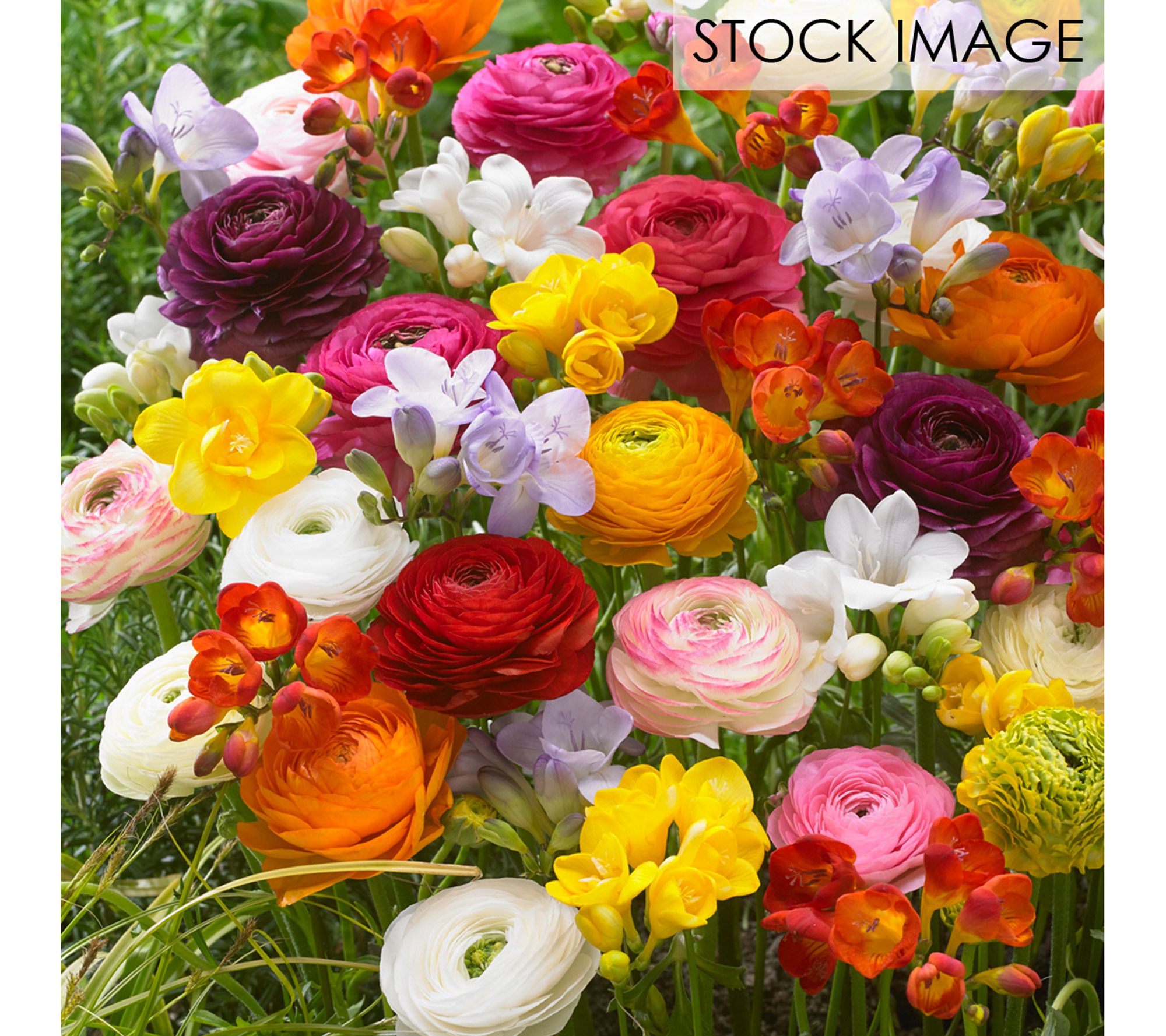Van Zyverden Grand Freesia and Ranunculus Blend10 Bulbs - QVC.com