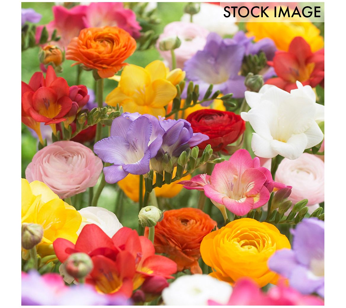 Van Zyverden Grand Freesia & Ranunculus Blend Set of 25 Bulbs - QVC.com