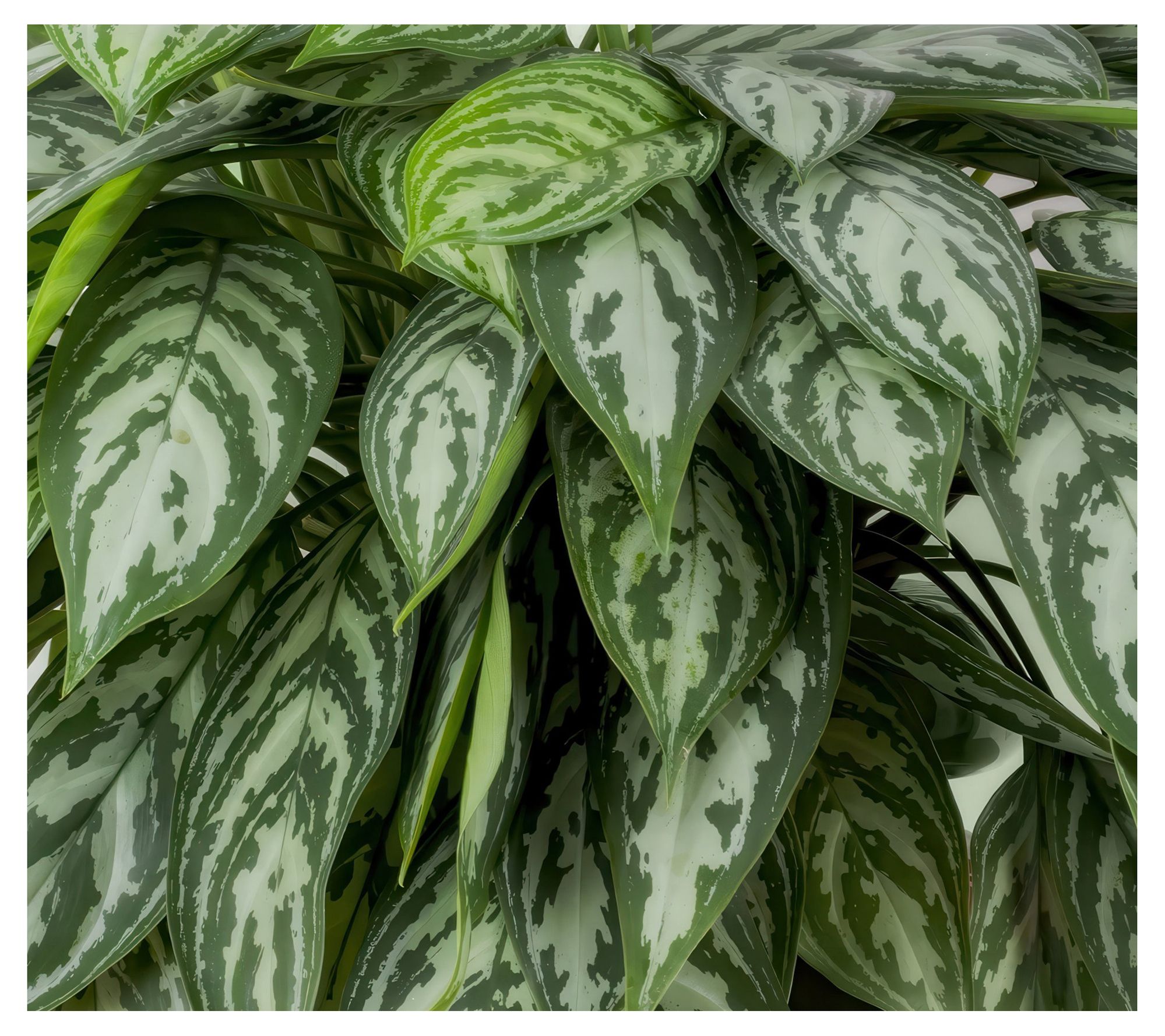 Cottage Farms Maria Chinese Evergreen - QVC.com